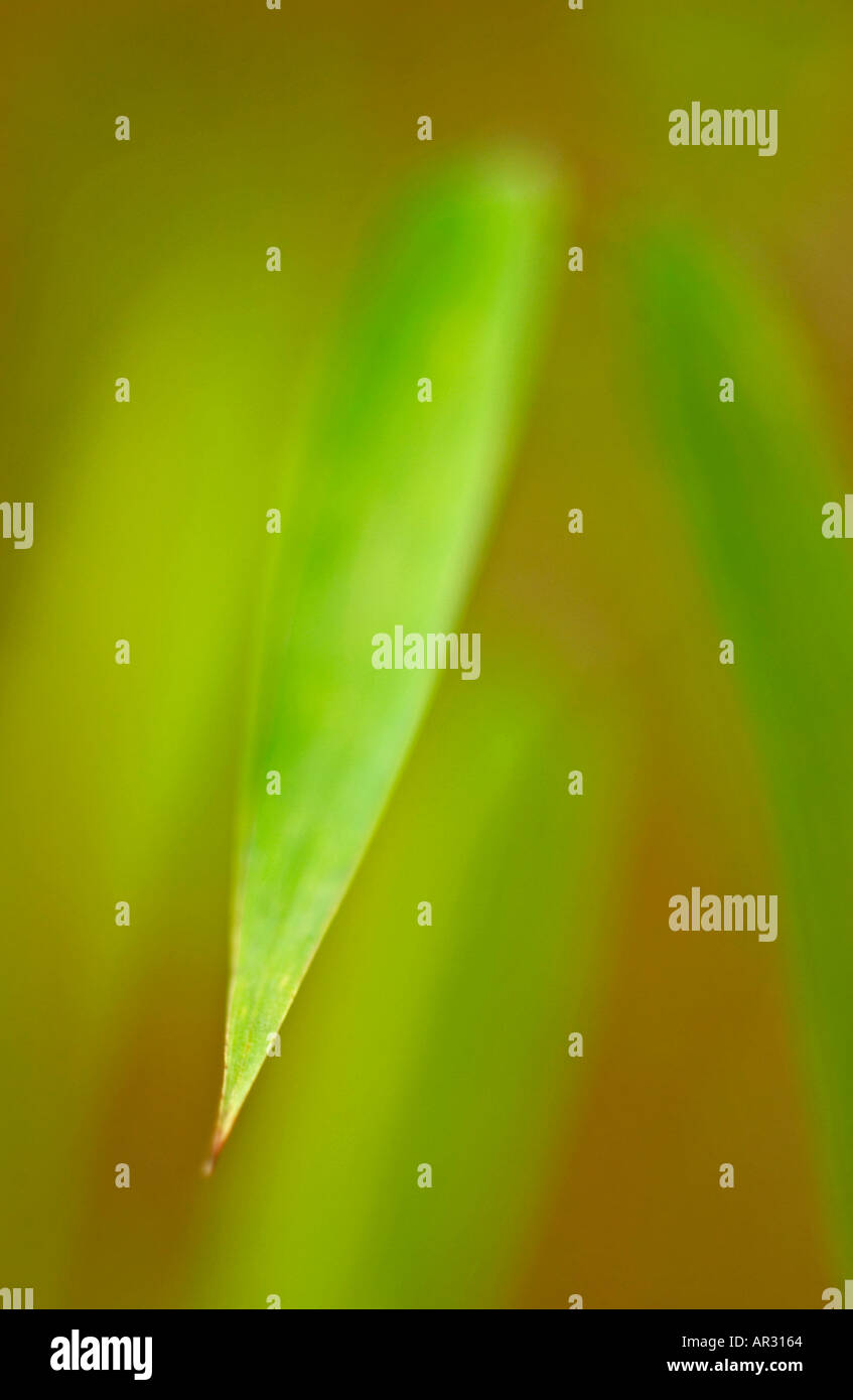 Slender leaf blade hi-res stock photography and images - Alamy