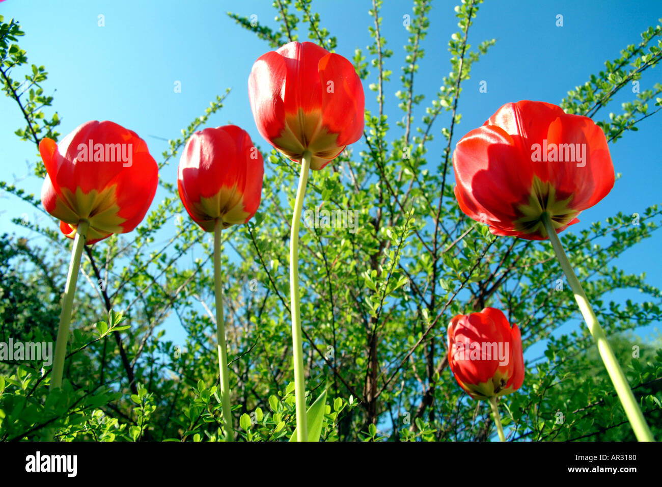 Five Backlit Red Tulips with Green Stalks and Blue Sky Stock Photo - Alamy