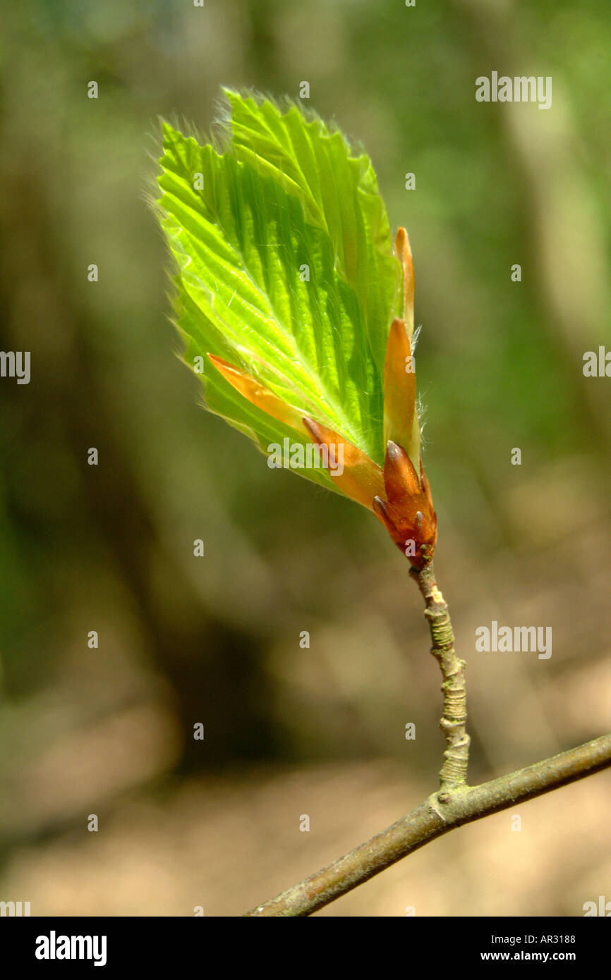 Single Beech leaf in early spring emerging and growing from a bud with ...