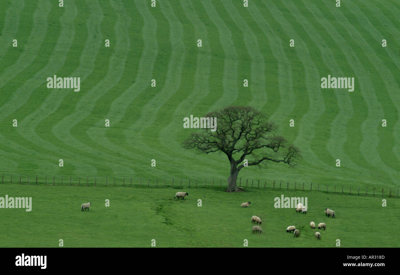 Green mowed grass stripes with sheep and tree natural beauty in ...