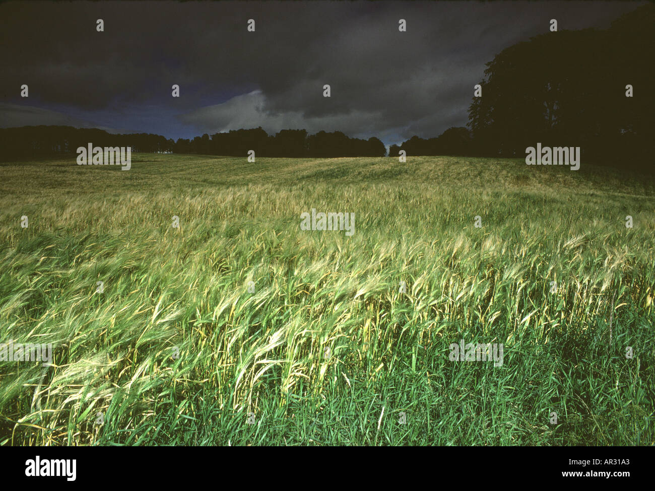 Wheatfield storm hi-res stock photography and images - Alamy