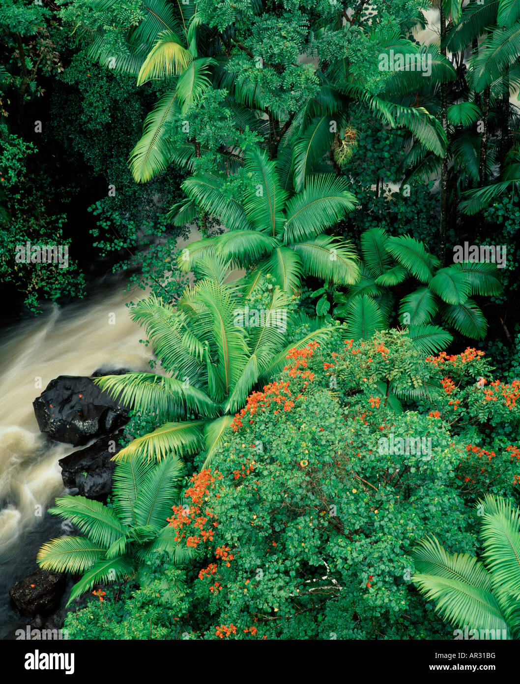 Tulip trees hi-res stock photography and images - Alamy