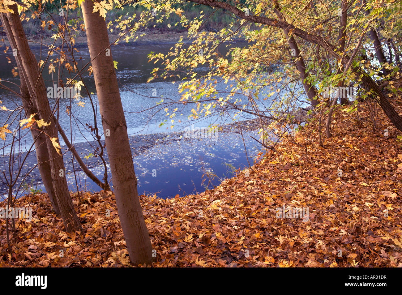 silver maple trees and the Big Sioux River, Silver Maple Primitive Area ...