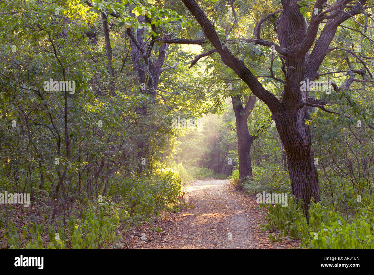 trail through Loess Hills woodland, Waubonsie State Park, Iowa USA ...