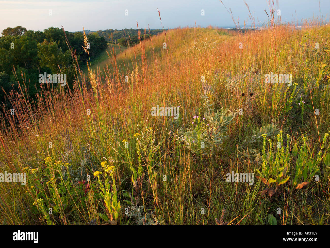 native prairie, Loess Hills, Mount Talbot State Preserve, Iowa USA ...