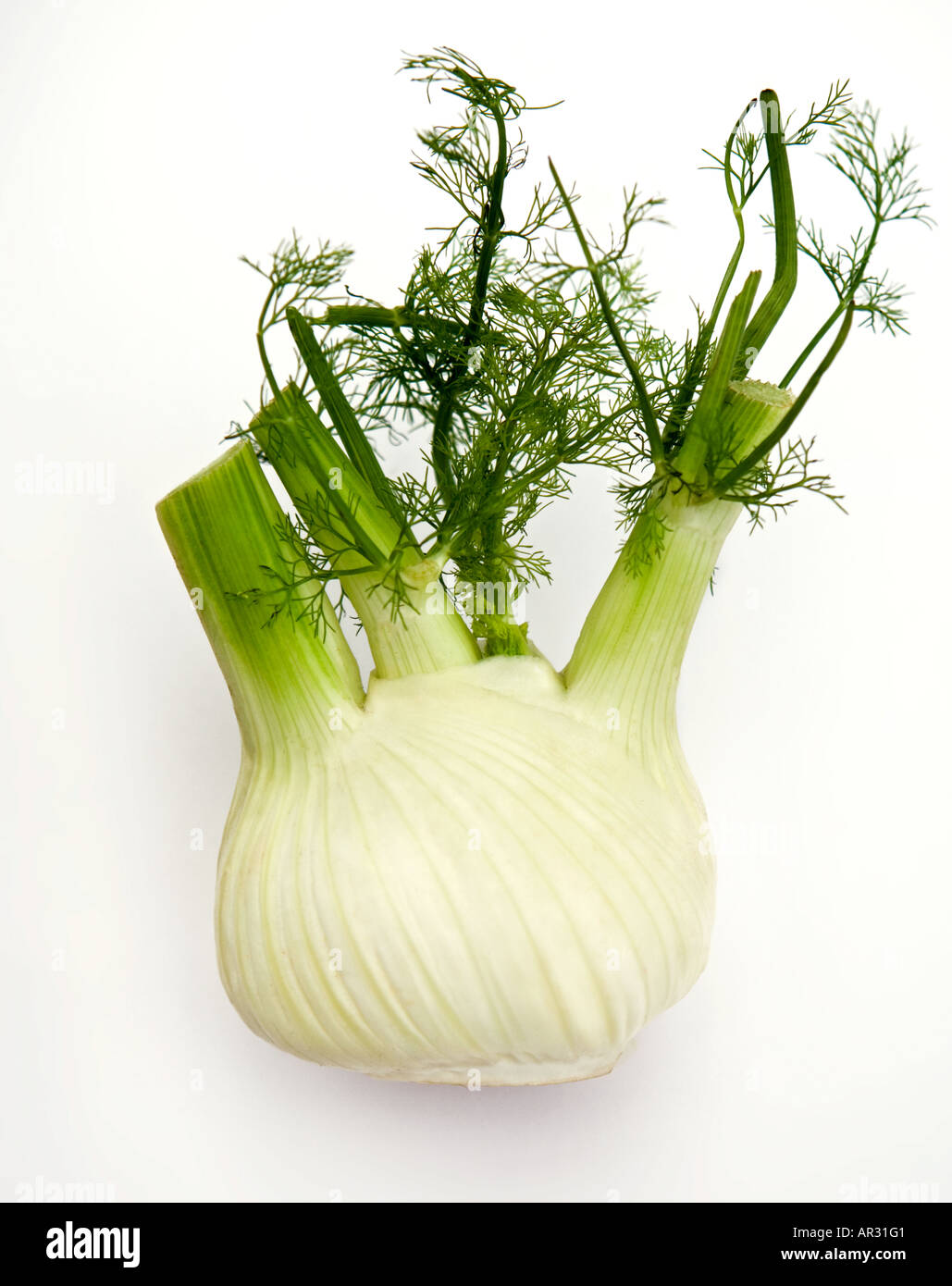 Fennel bulb hi-res stock photography and images - Alamy