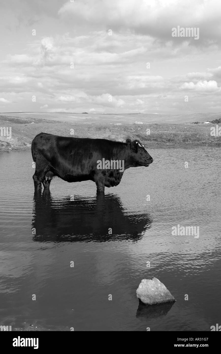 shiny black cow Stock Photo - Alamy