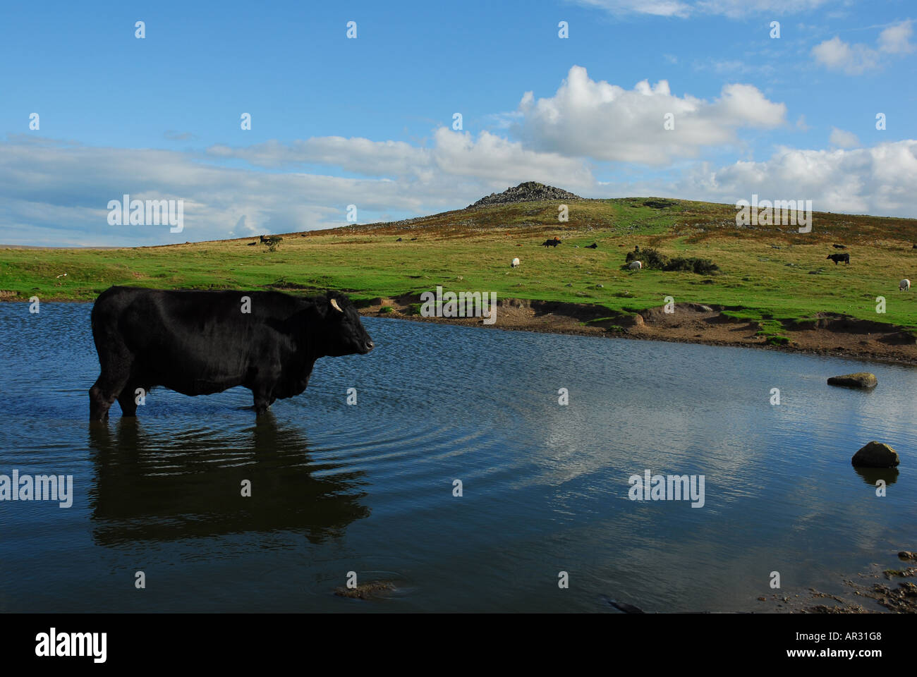 Cow wash farm hi-res stock photography and images - Alamy