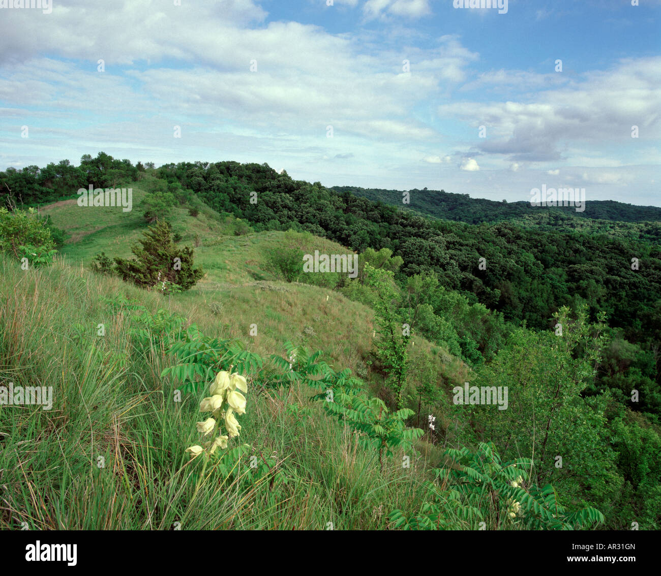 yucca (Yucca glauca) and Loess Hills, Loess Hills State Forest, Iowa ...