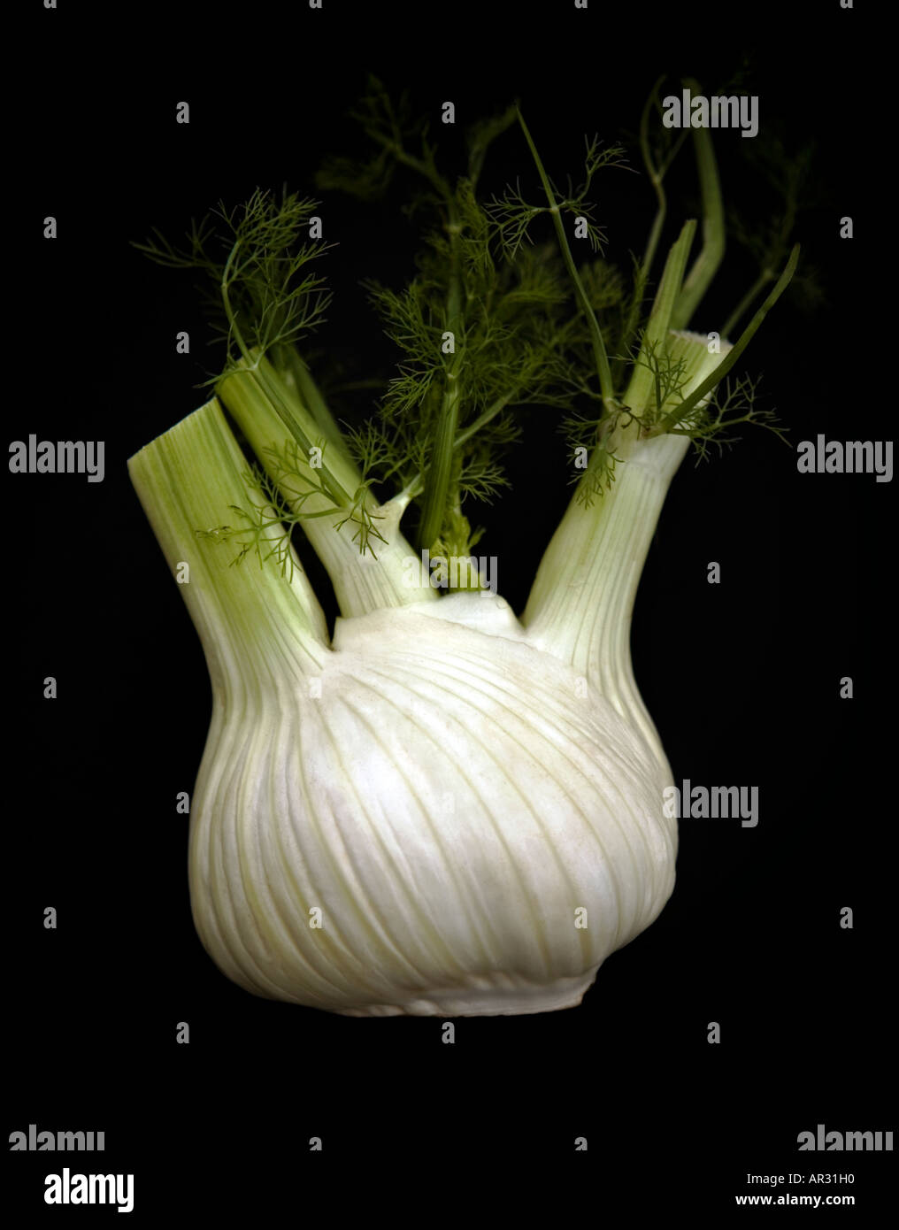 COMMON NAME: Fennel LATIN NAME: Foeniculum vulgare Stock Photo - Alamy