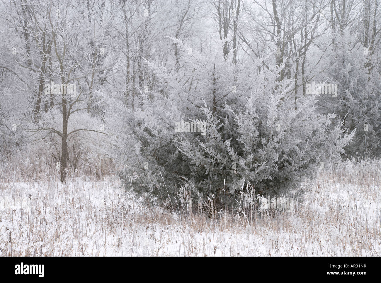 Eastern Redcedar (Juniperus virginiana), Cardinal Marsh Natural Area ...