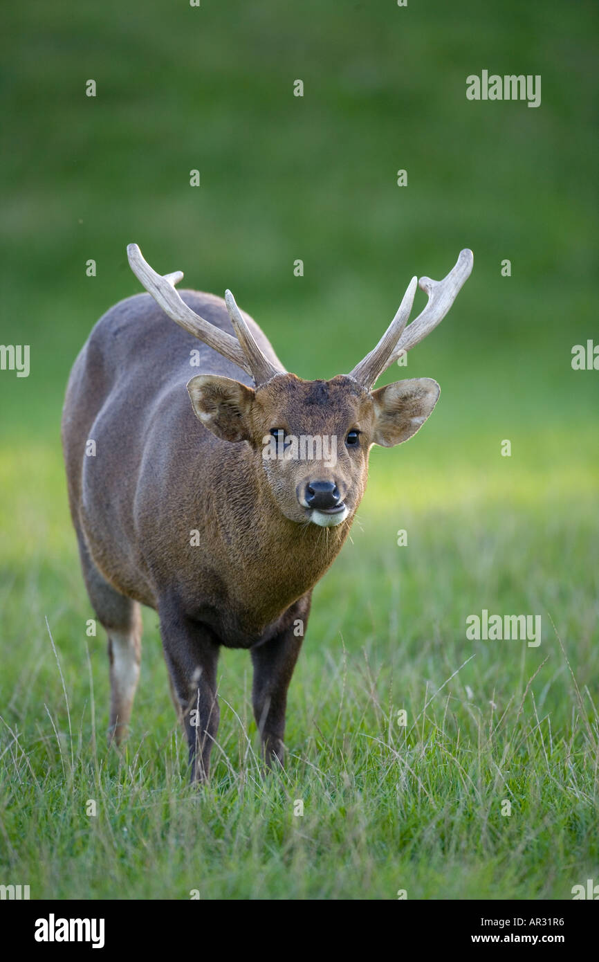Axis deer pakistan hi-res stock photography and images - Alamy
