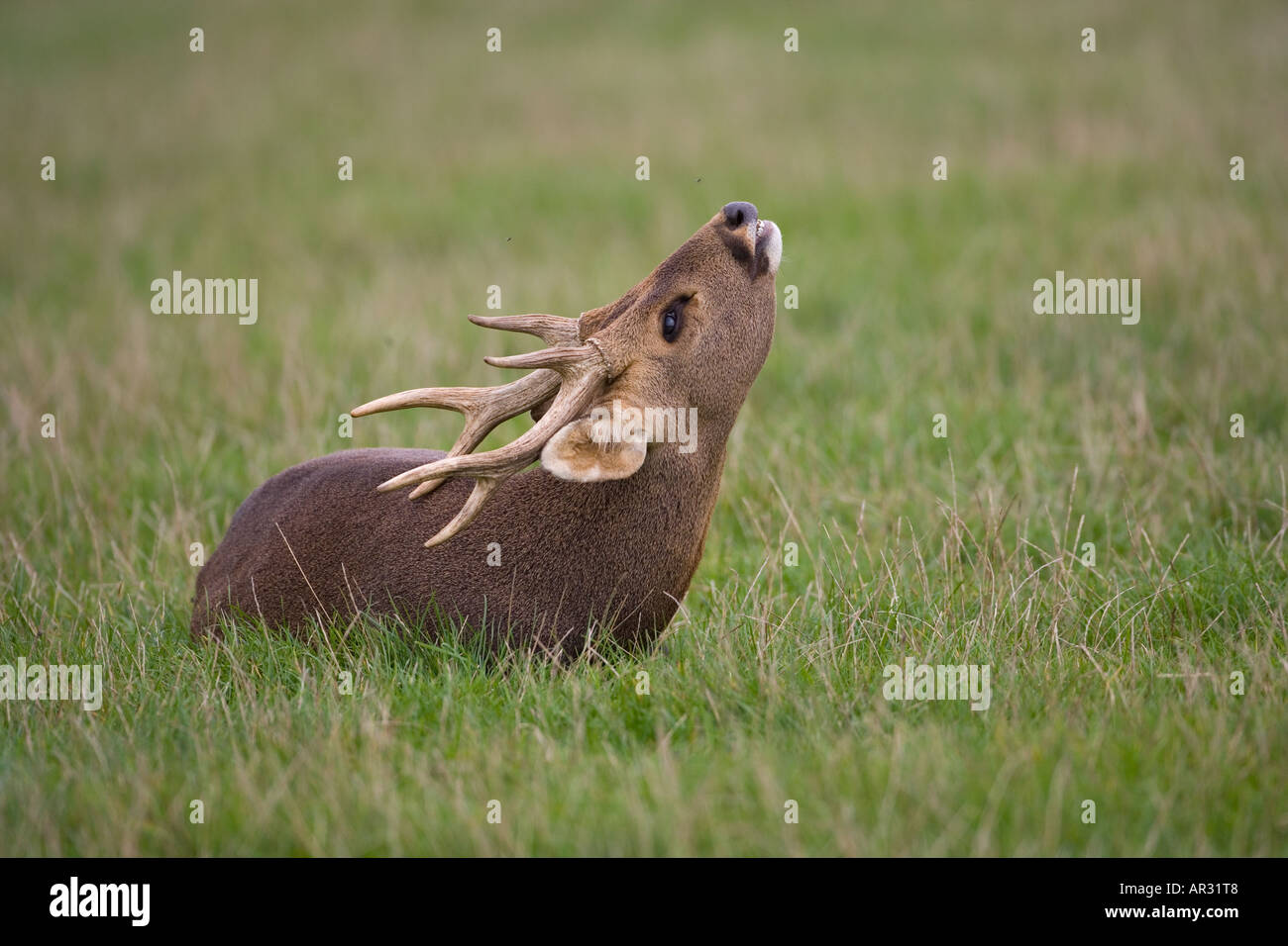 Indian Hog Deer Cervus porcinus males Stock Photo - Alamy