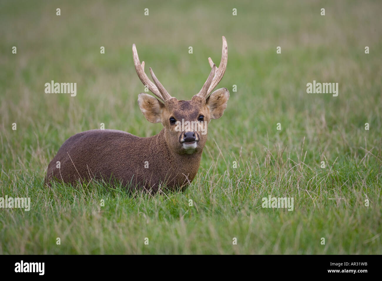 Indian Hog Deer Cervus porcinus males Stock Photo - Alamy