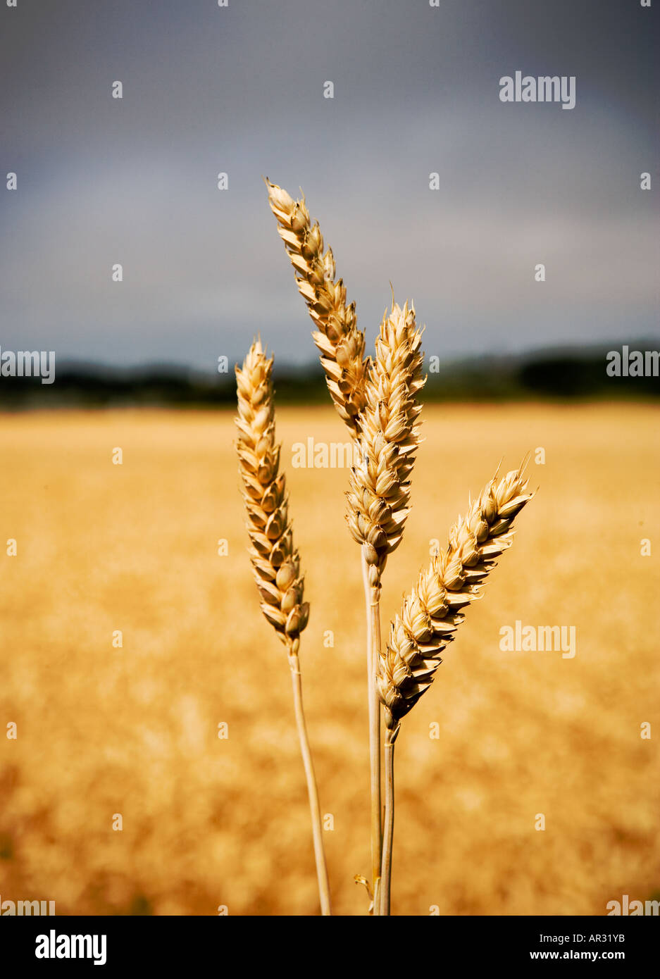 Common namel hi-res stock photography and images - Alamy