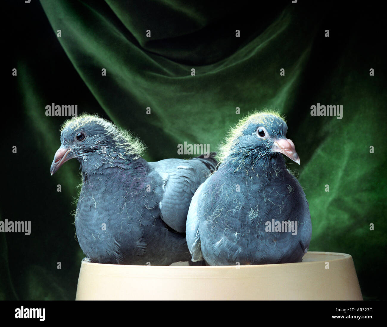 Young pigeons hi-res stock photography and images - Alamy