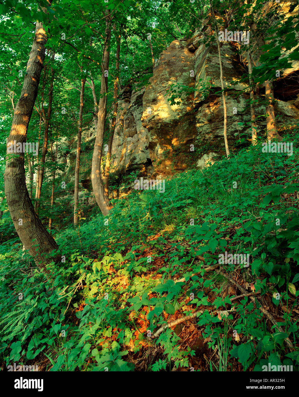 forest and sandstone outcropping, Cedar Bluffs State Preserve, Mahaska ...