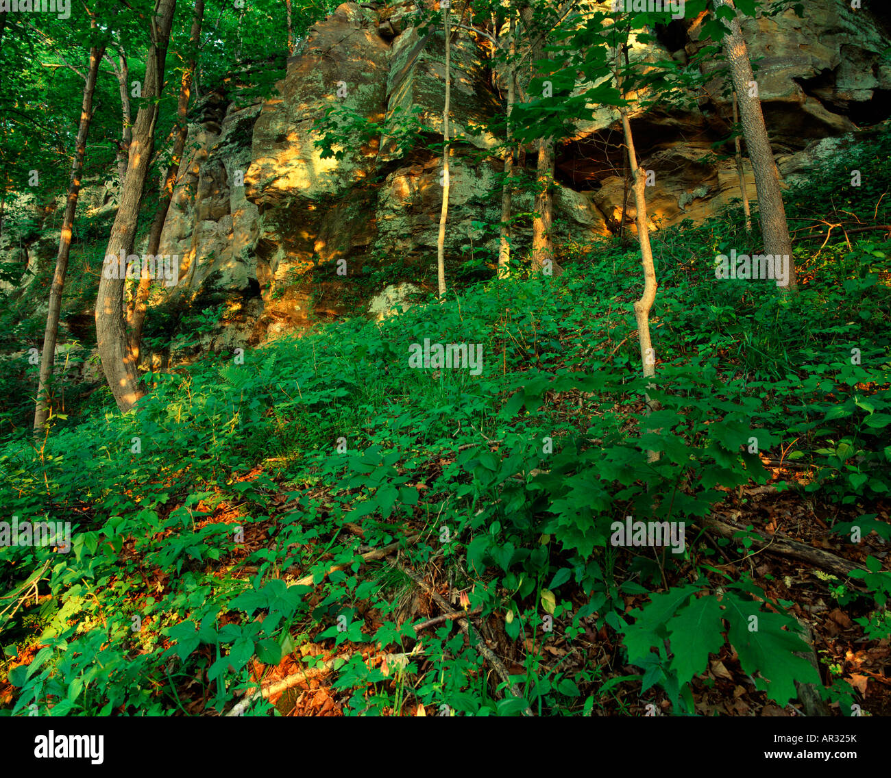 forest and sandstone outcropping, Cedar Bluffs State Preserve, Mahaska ...