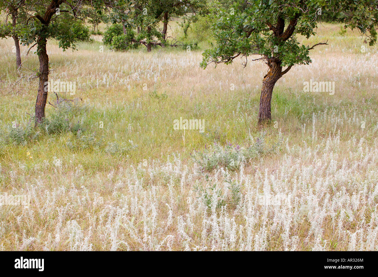 White bur sage hi-res stock photography and images - Alamy