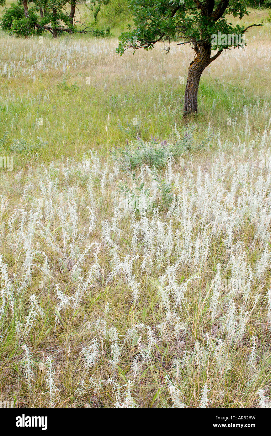 white sage in bur oak savanna, Agassiz Dunes Scientific Natural Area ...