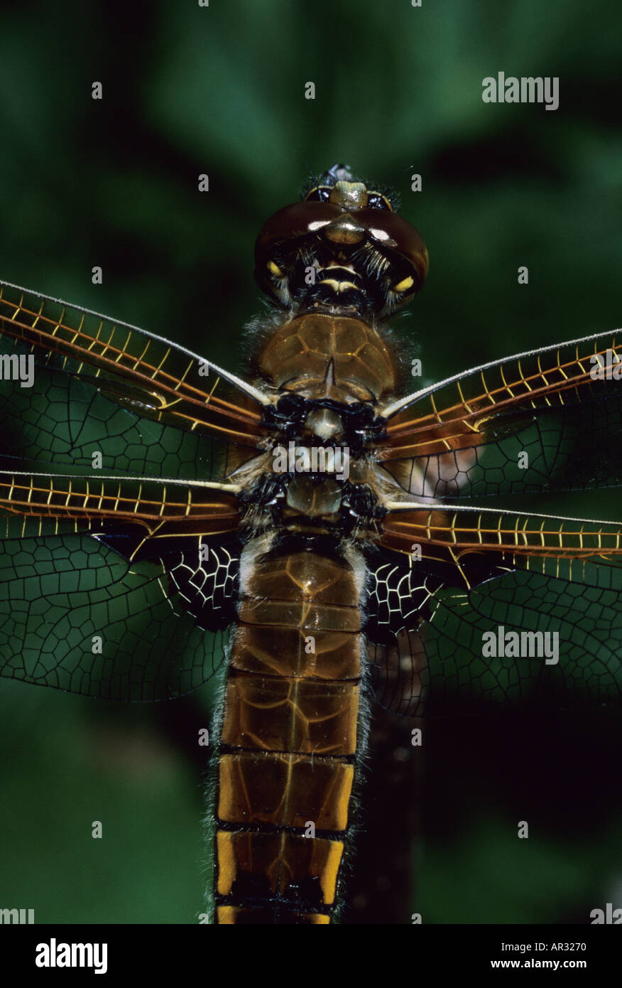 Dragonfly from above hi-res stock photography and images - Alamy