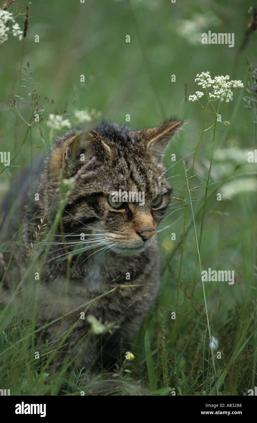 Scottish wildcat in grass hi-res stock photography and images - Alamy
