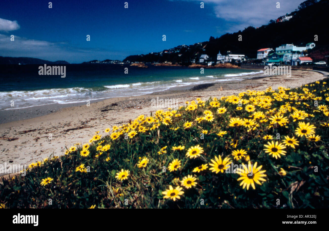 summer flowers by the beach, Scorching Bay, Wellington, New Zealand ...