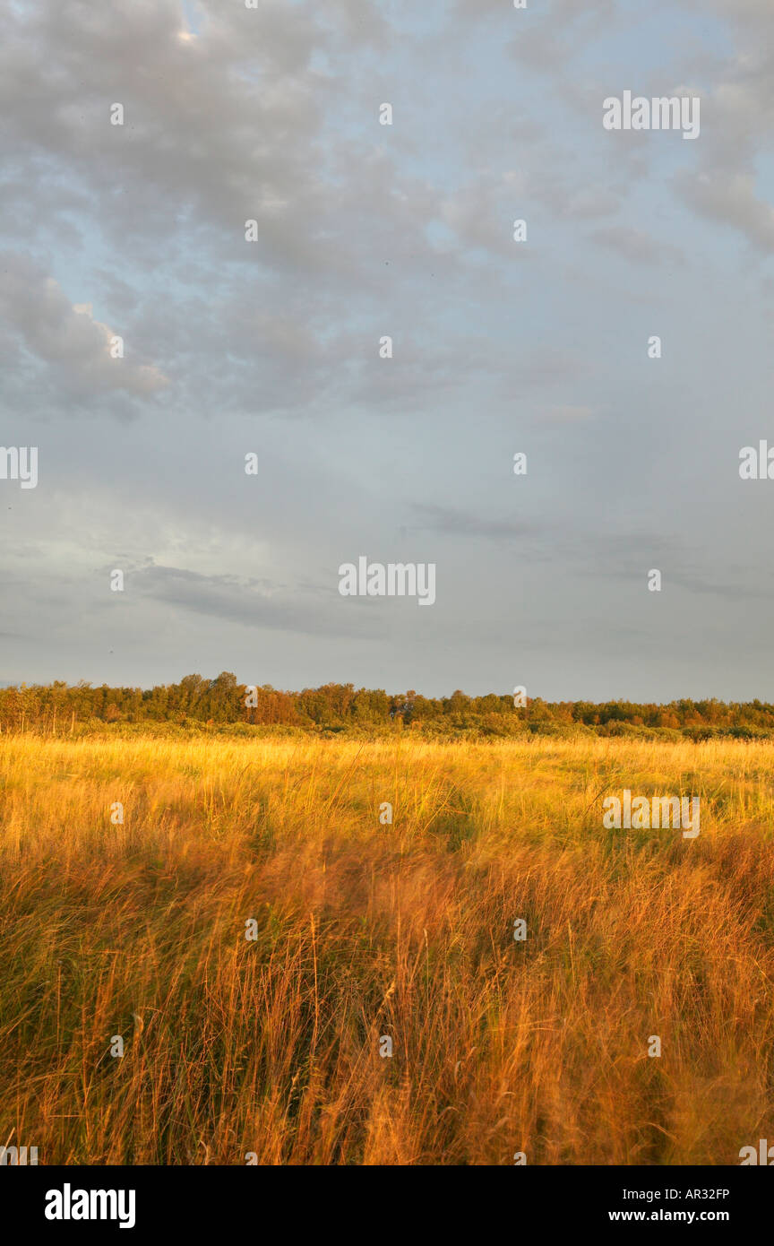 Tall grass grassland america hi-res stock photography and images - Alamy