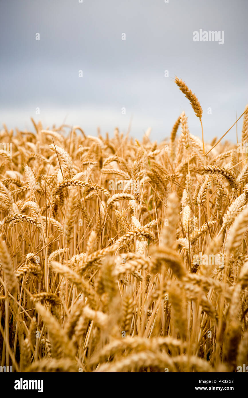 COMMON NAMEL: Wheat Stock Photo - Alamy