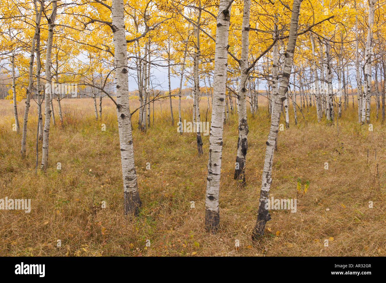 bigtooth aspen (Populus grandidentata) savanna, Caribou State Wildlife ...