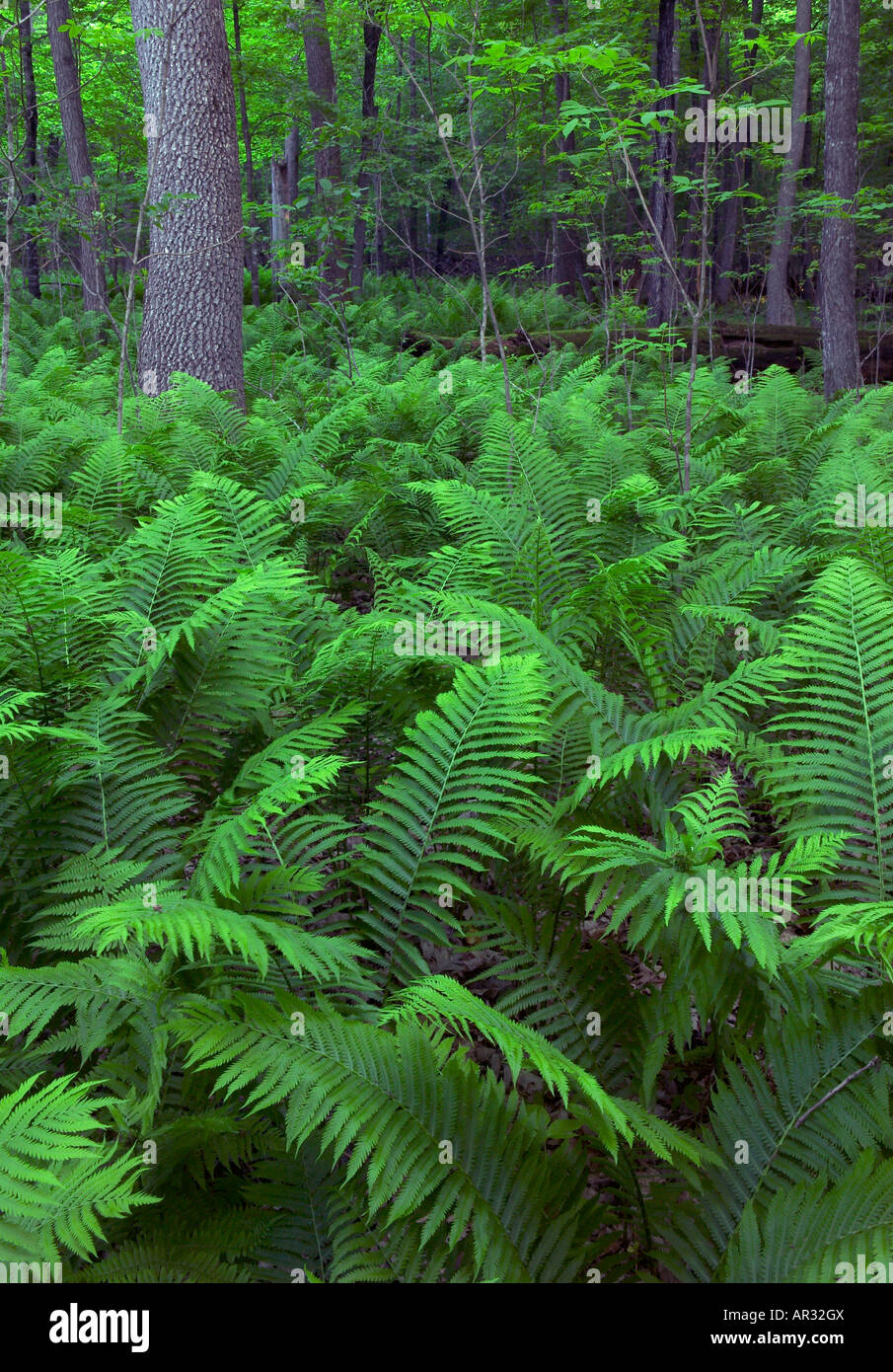 Partch hi-res stock photography and images - Alamy