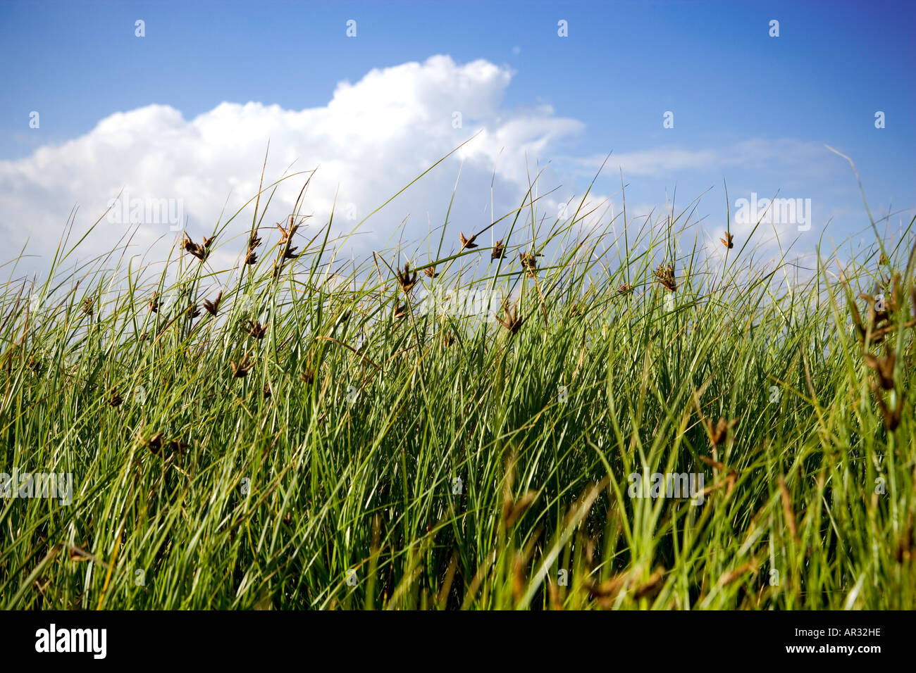 Seed head common tall hi-res stock photography and images - Alamy