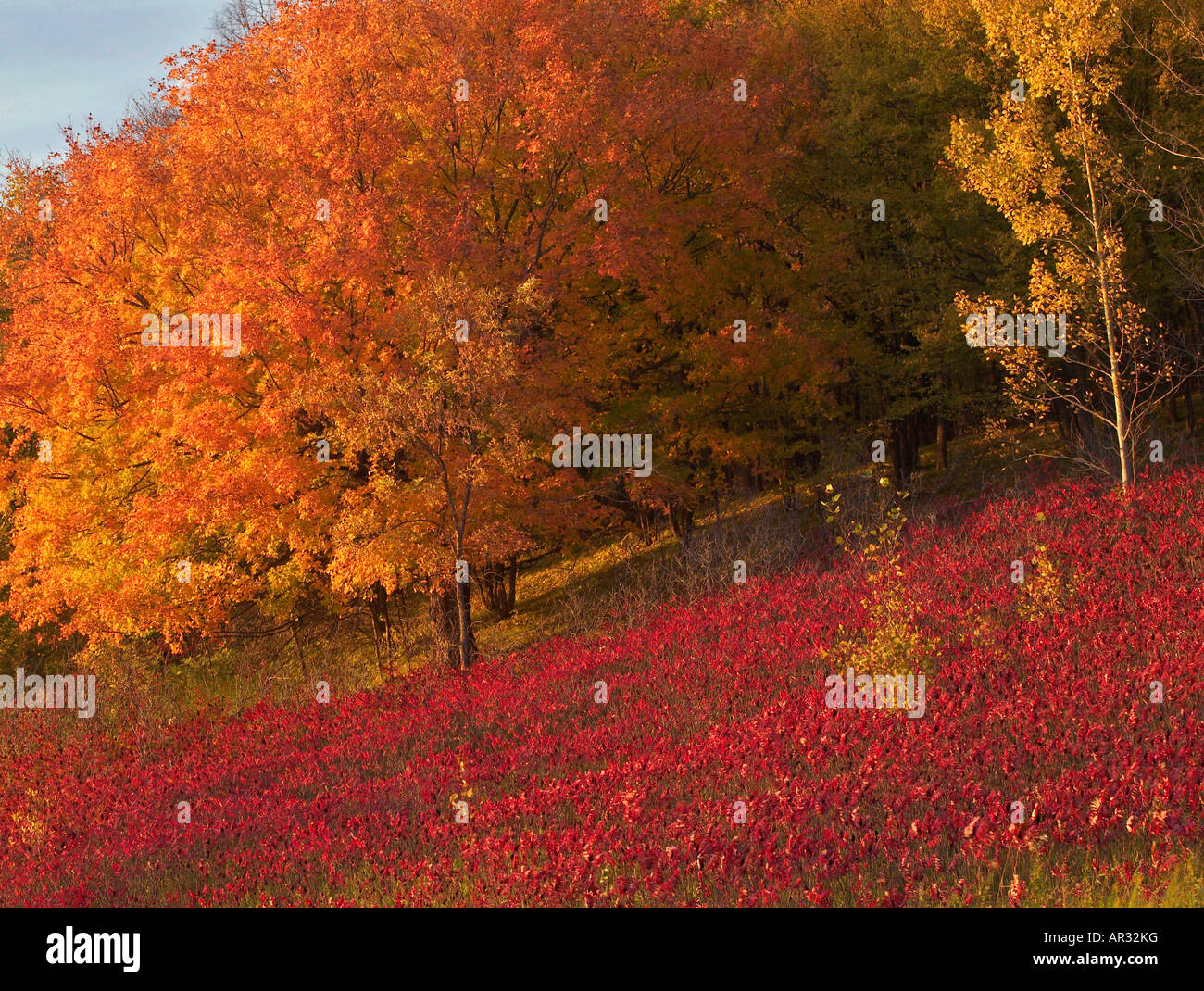 sumac, maple and aspen in autumn, Maplewood State Park, Minnesota USA ...