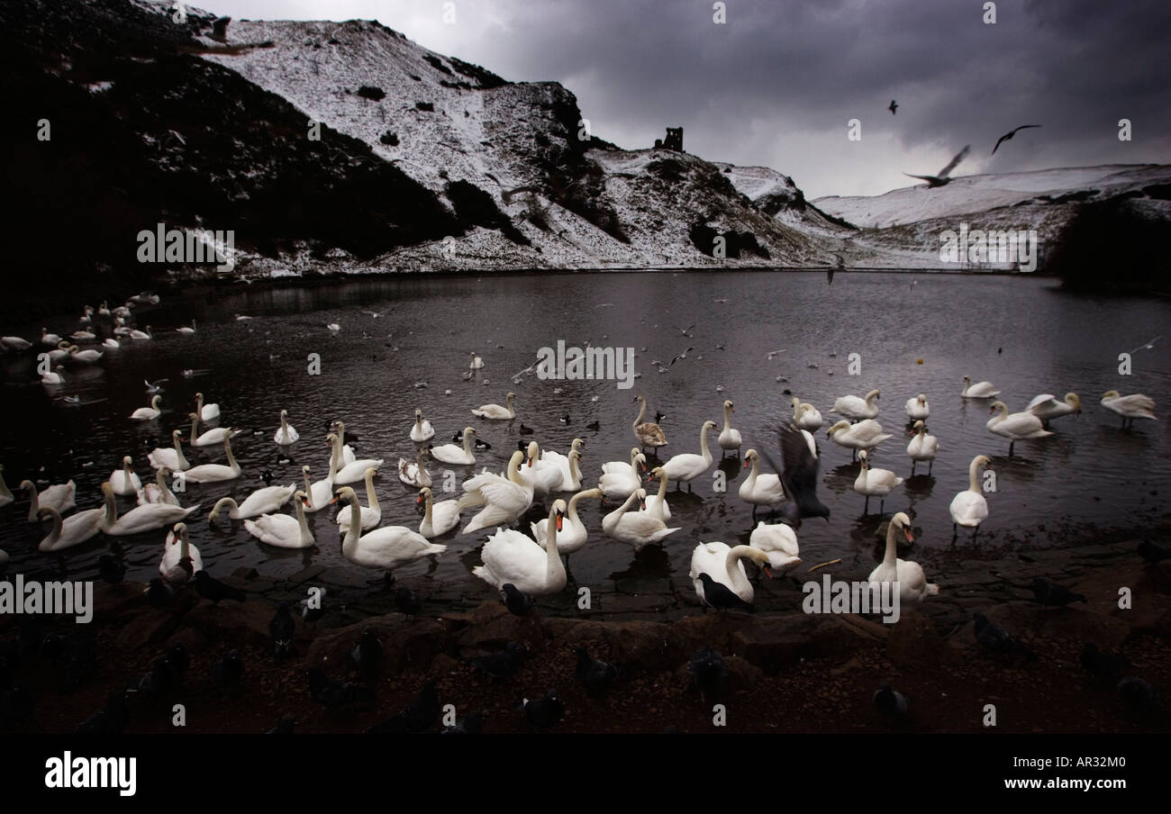 Swans on St Margarets Loch (the Duck Pond) in Holyrood Park, Edinburgh ...
