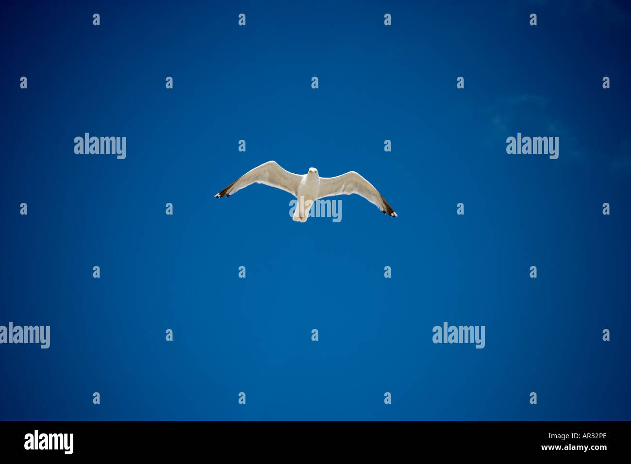 Common name: Sea gull Stock Photo - Alamy