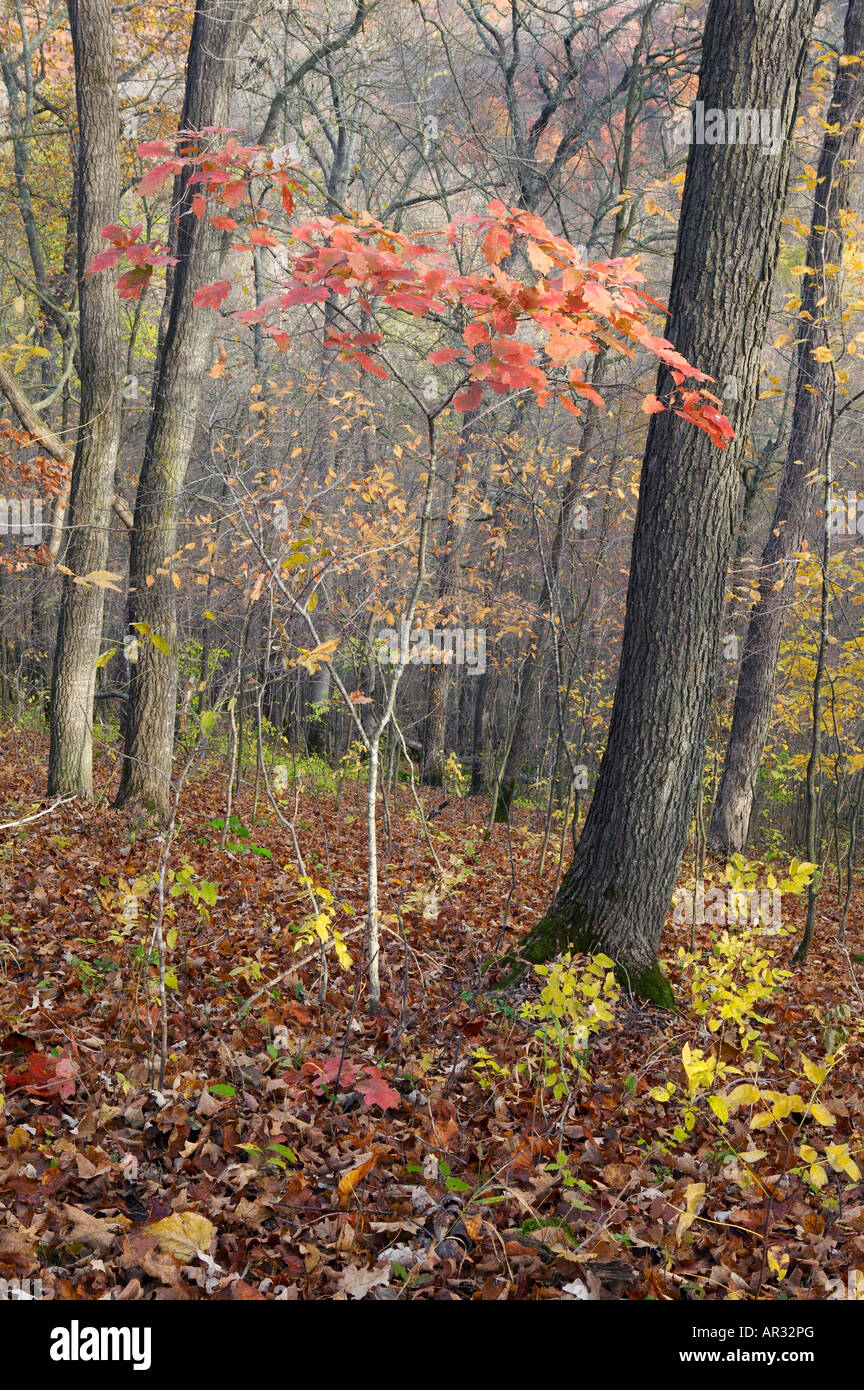 red oak sapling (Quercus rubra) in deciduous forest, Beaver Creek ...