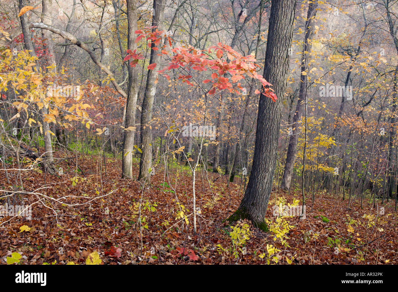 Oak sapling hi-res stock photography and images - Alamy