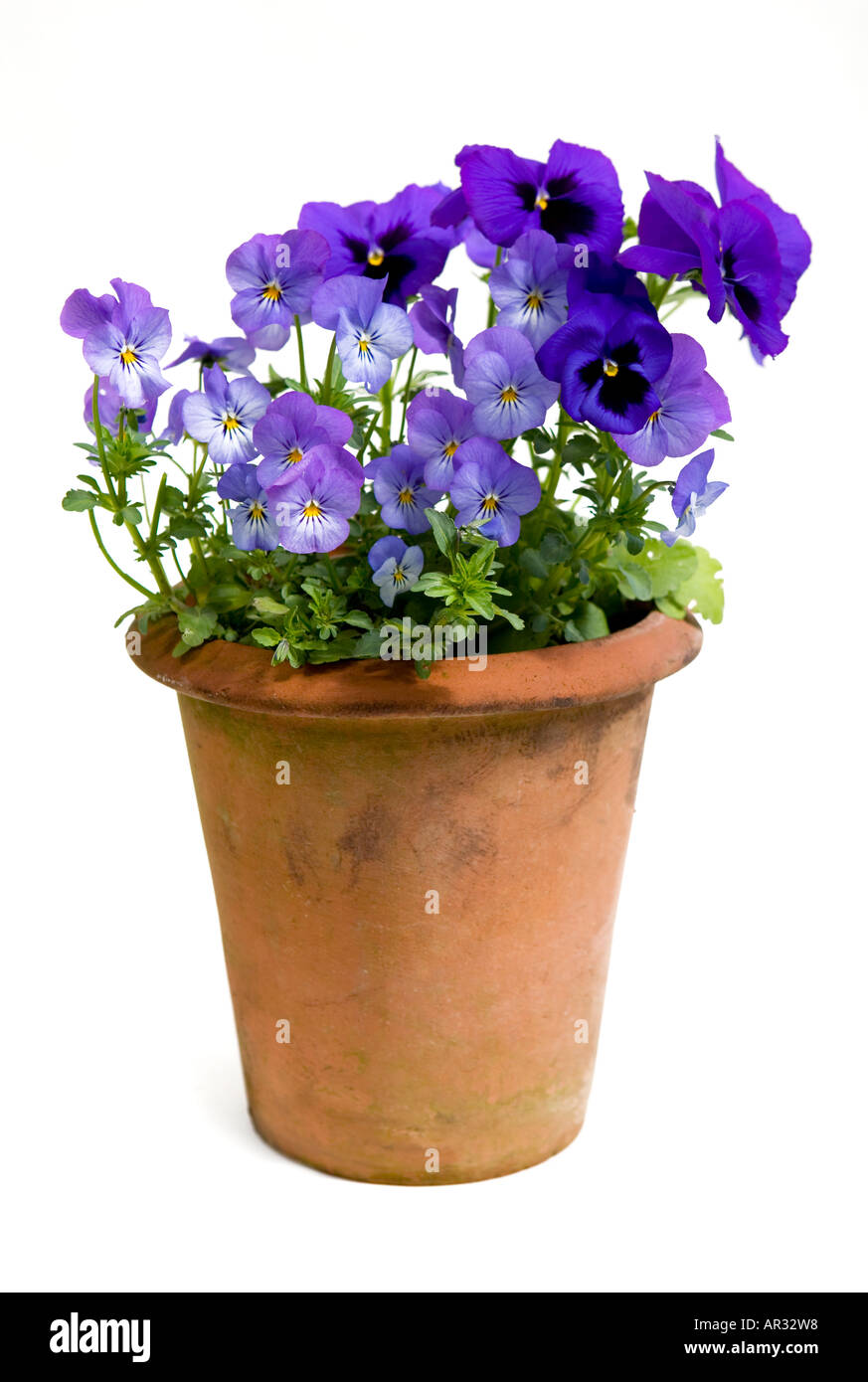 Common name: Pansy Latin name: Viola Stock Photo - Alamy