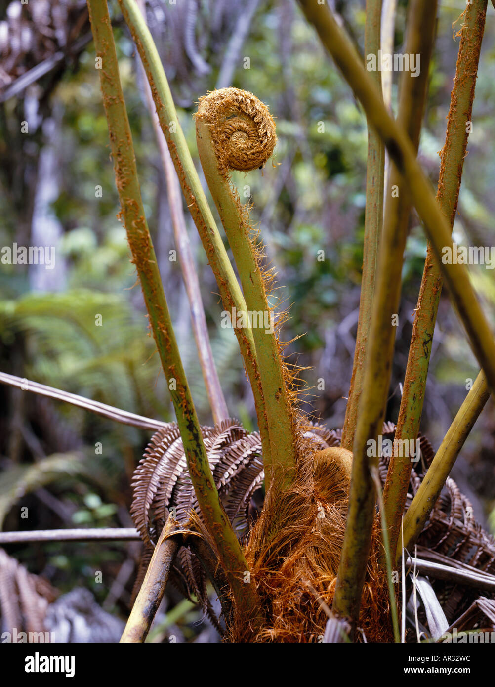 Amau fern hi-res stock photography and images - Alamy