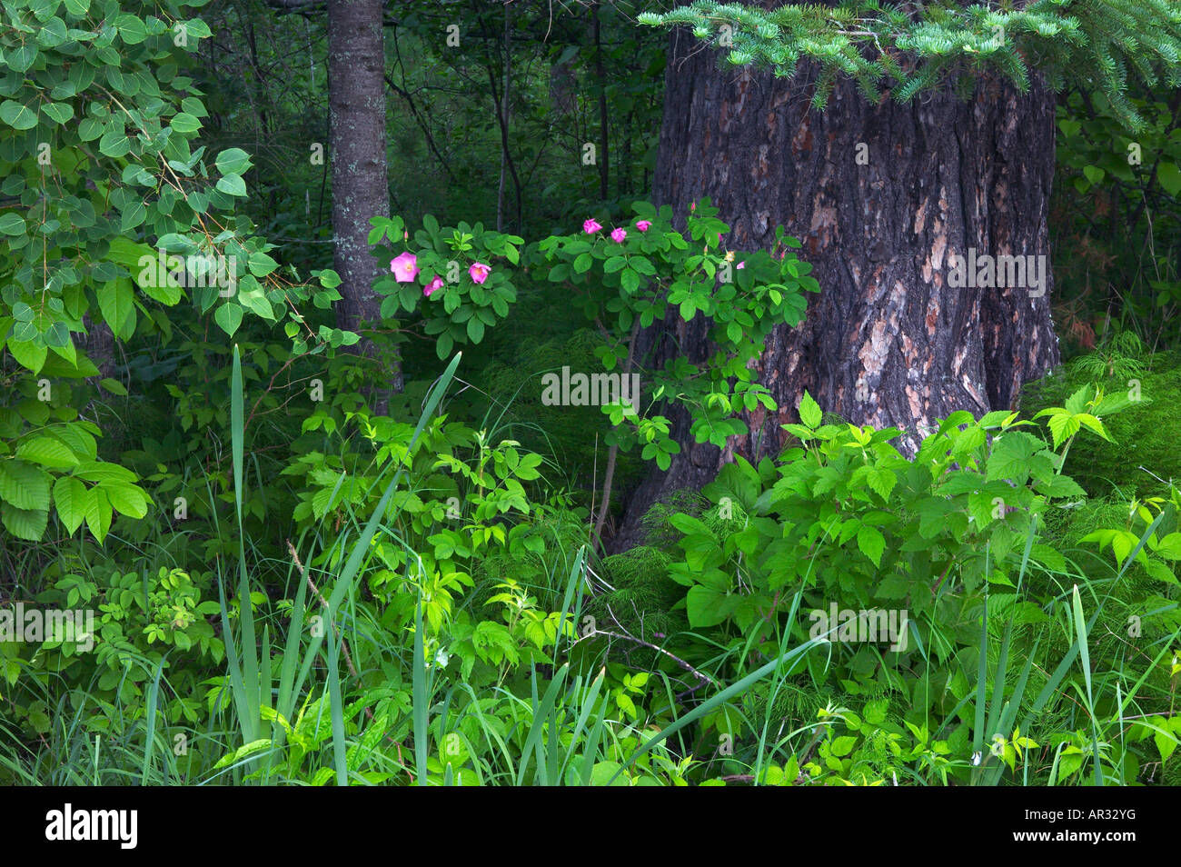 rose bush and red pine trunk, Scenic State Park, Minnesota USA Stock ...
