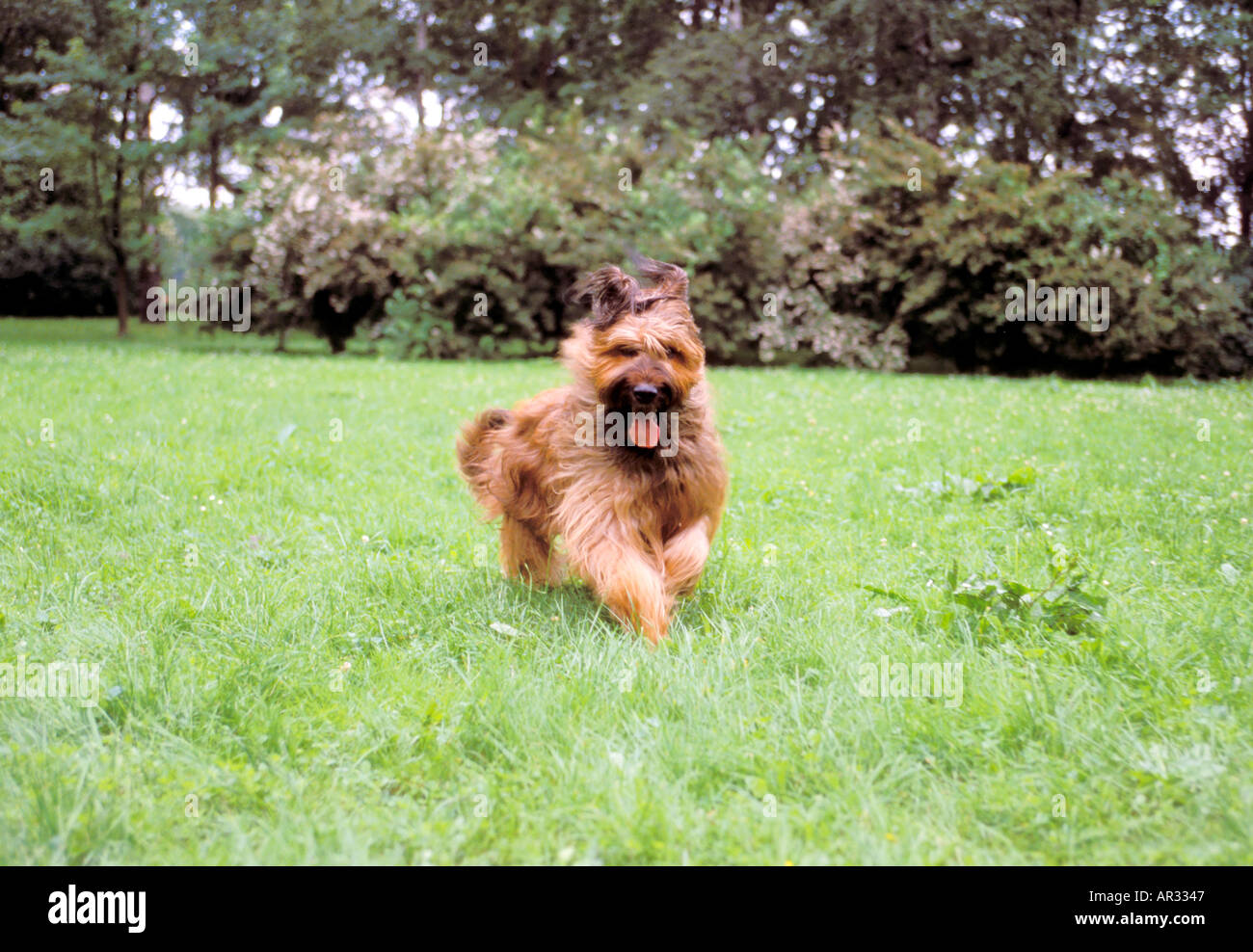Dog Briard running Stock Photo - Alamy