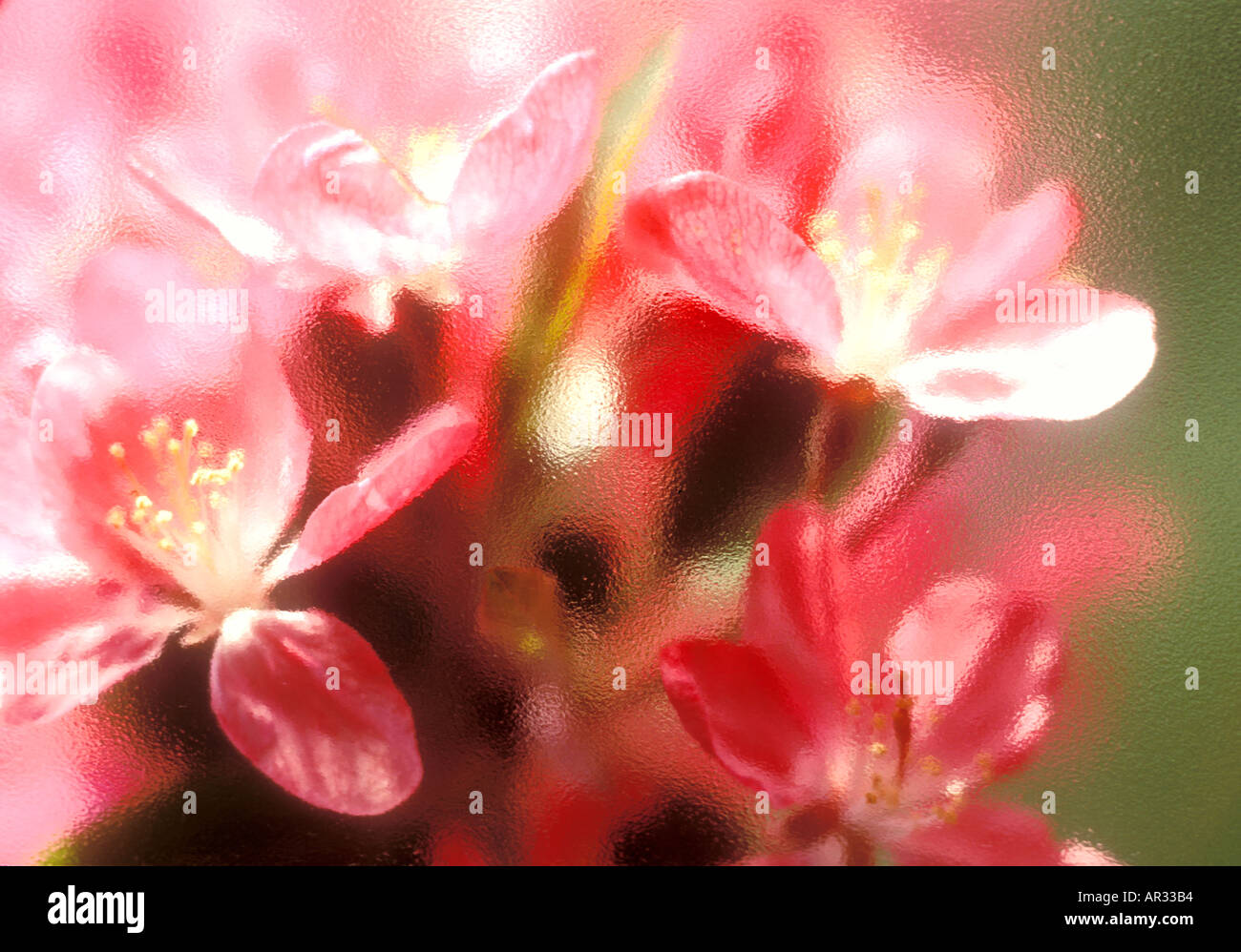 Flowers trough frosted window Stock Photo - Alamy