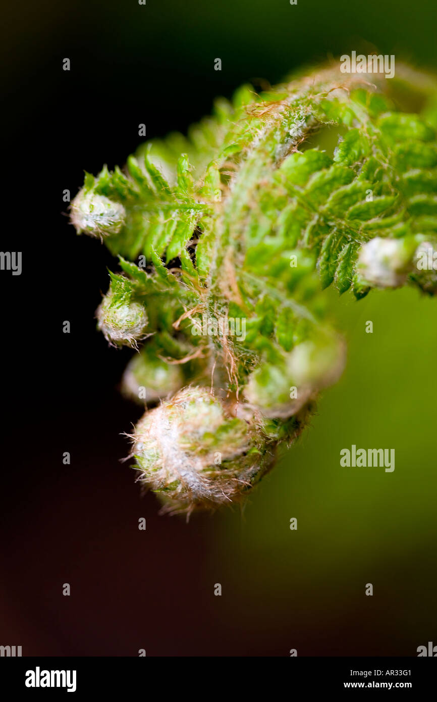 Unfurling hi-res stock photography and images - Alamy