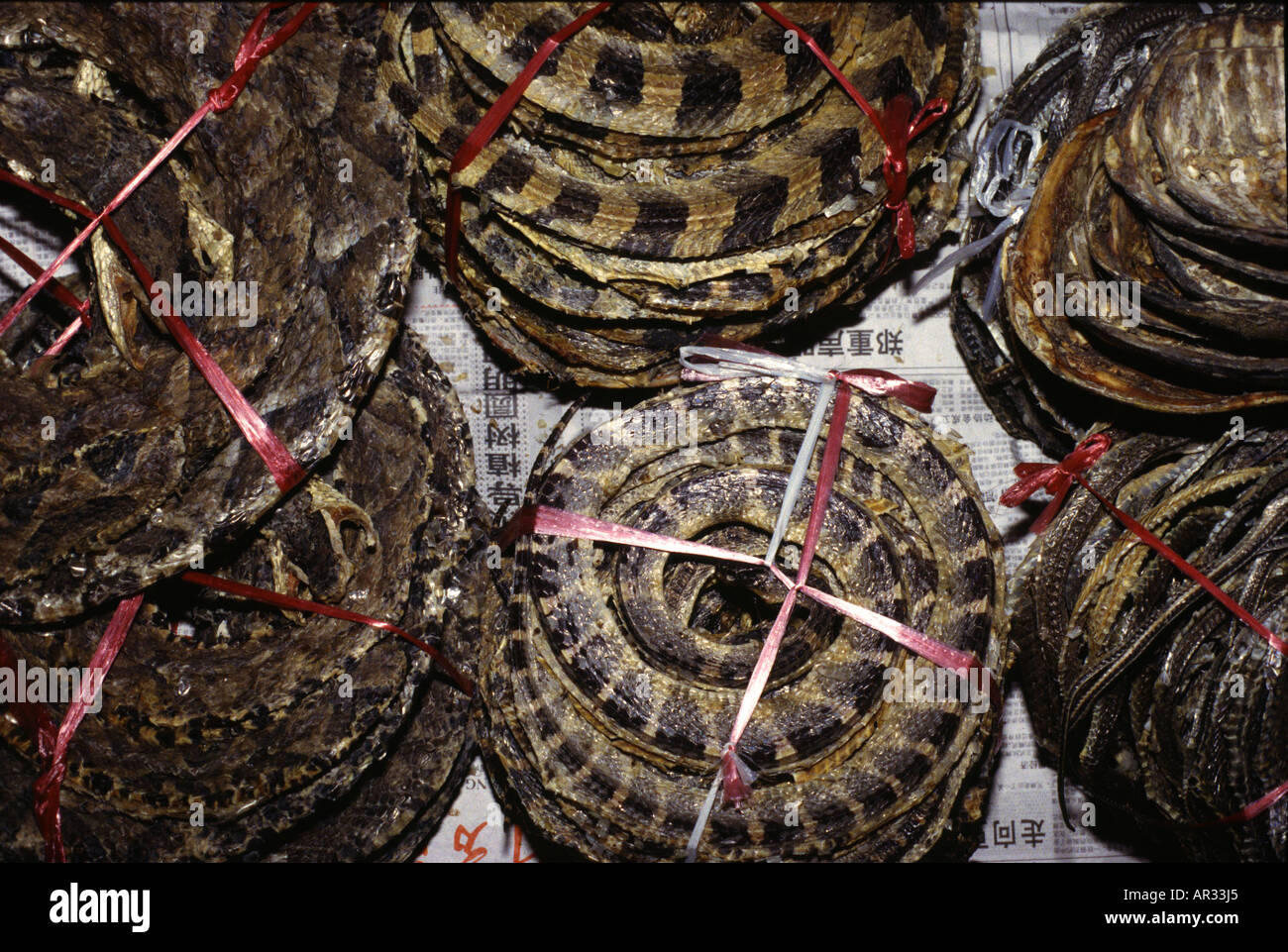 Snakes of china hi-res stock photography and images - Alamy