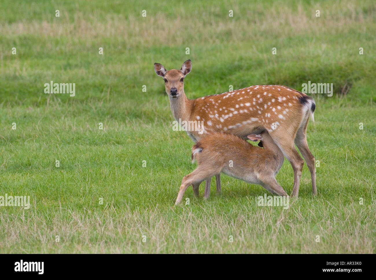 Sika Deer Cervus nippon Doe & Fawn Stock Photo - Alamy