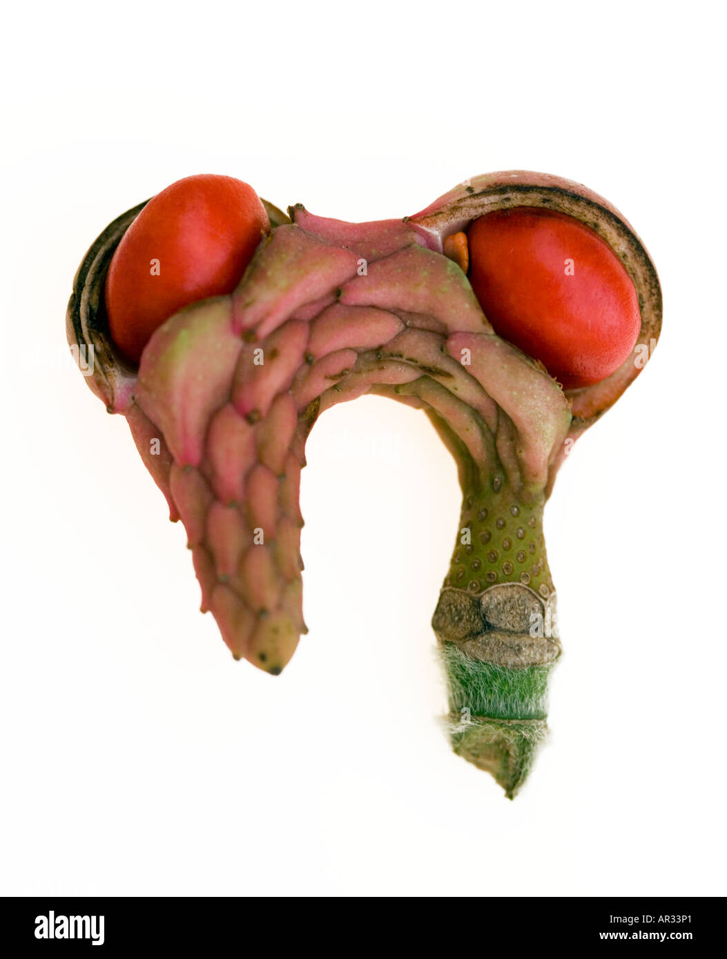 Magnolia tree seed pods hi-res stock photography and images - Alamy