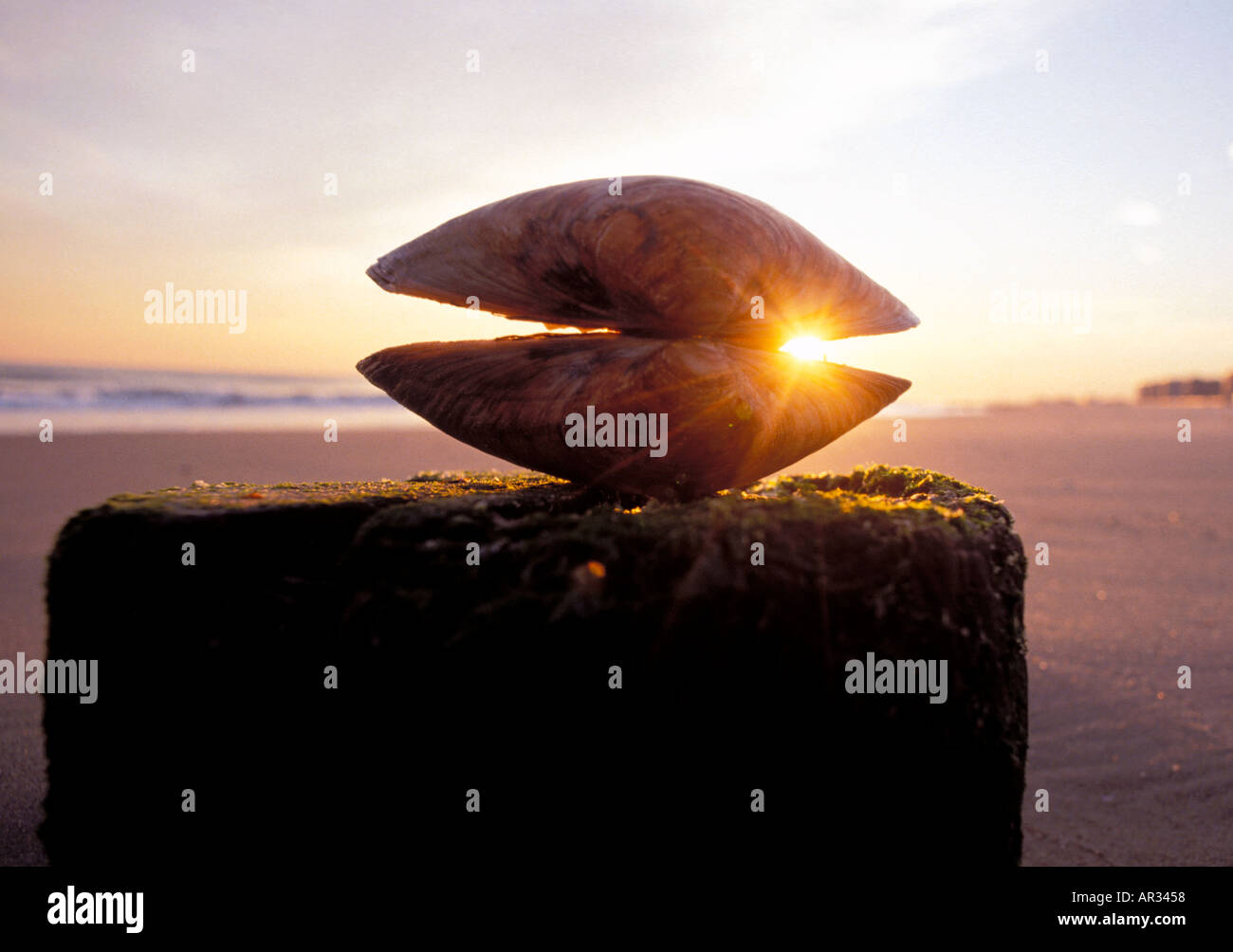 Seashell catching sunset Stock Photo - Alamy