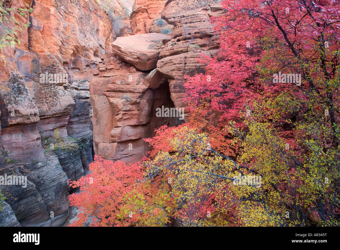 Autumn colors in Zion National Park Utah Stock Photo - Alamy