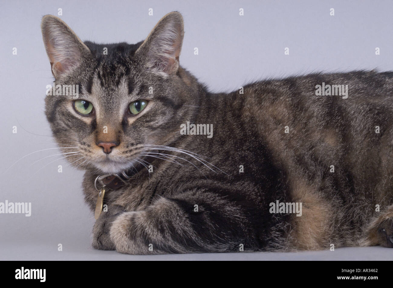 tabby cat on plain white background Stock Photo - Alamy