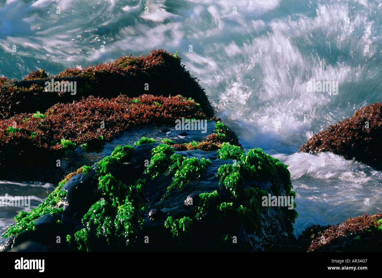 Limu seaweed hi-res stock photography and images - Alamy